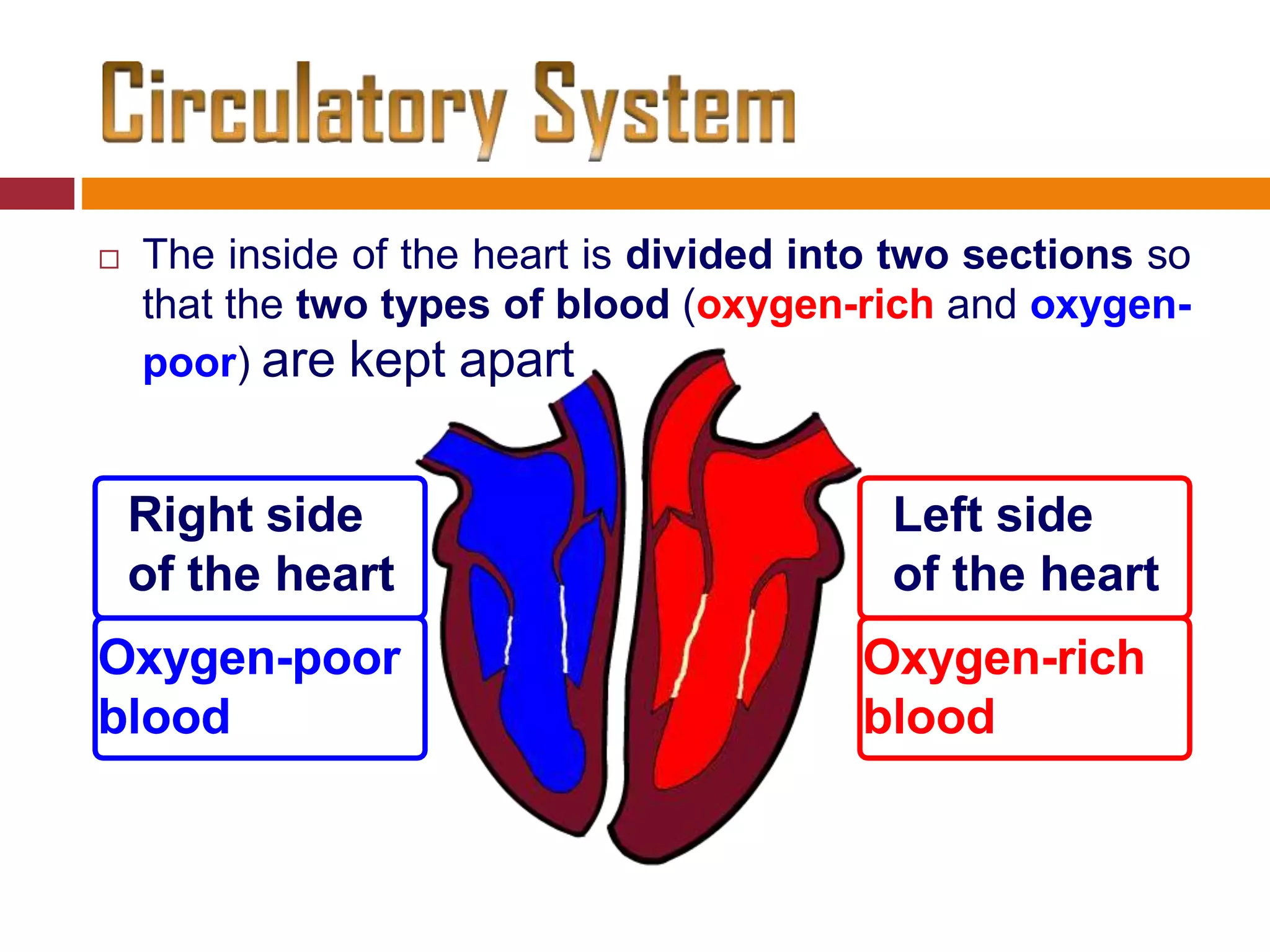 thecirculatorysystem-.pptx