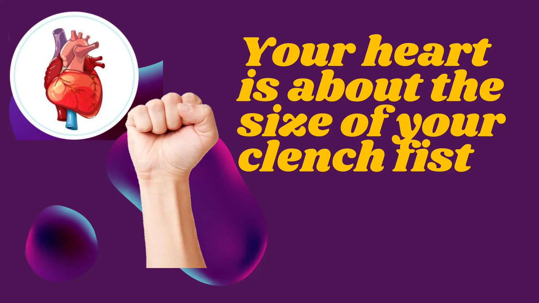 THE CIRCULATORY SYSTEM AND THE FUNCTIONS OF SOME PARTS LIKE THE HEART ...