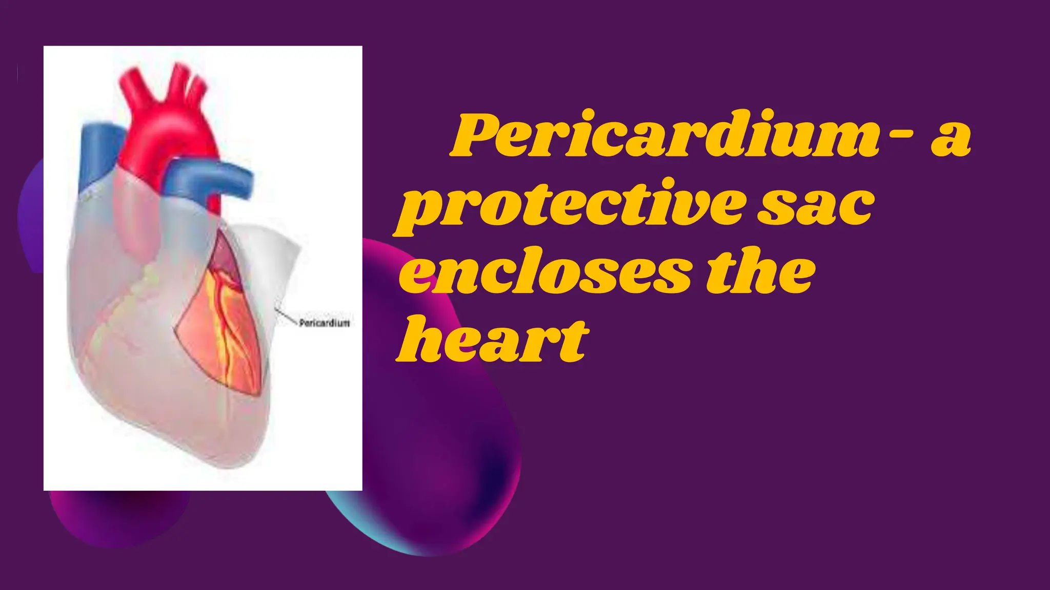 THE CIRCULATORY SYSTEM AND THE FUNCTIONS OF SOME PARTS LIKE THE HEART ...