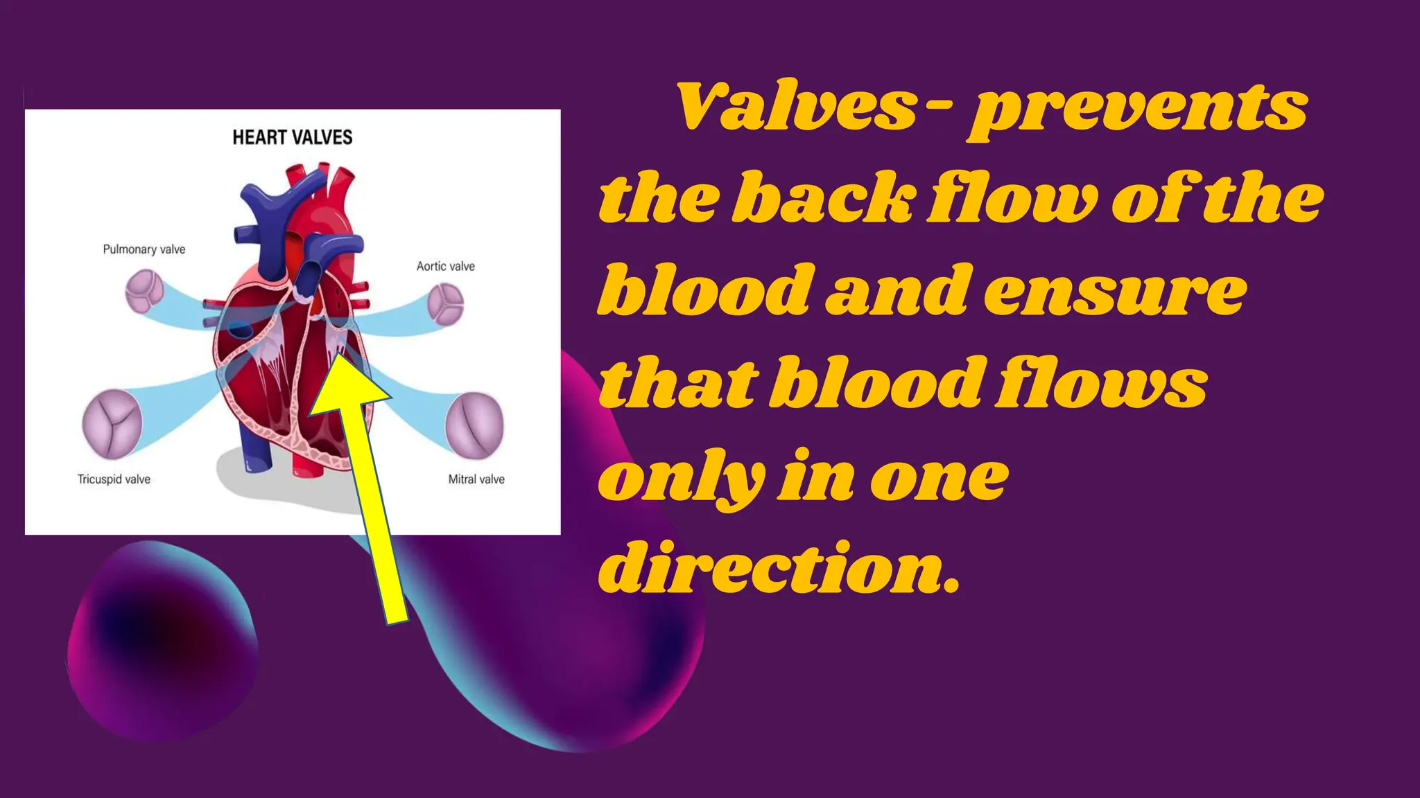 THE CIRCULATORY SYSTEM AND THE FUNCTIONS OF SOME PARTS LIKE THE HEART ...
