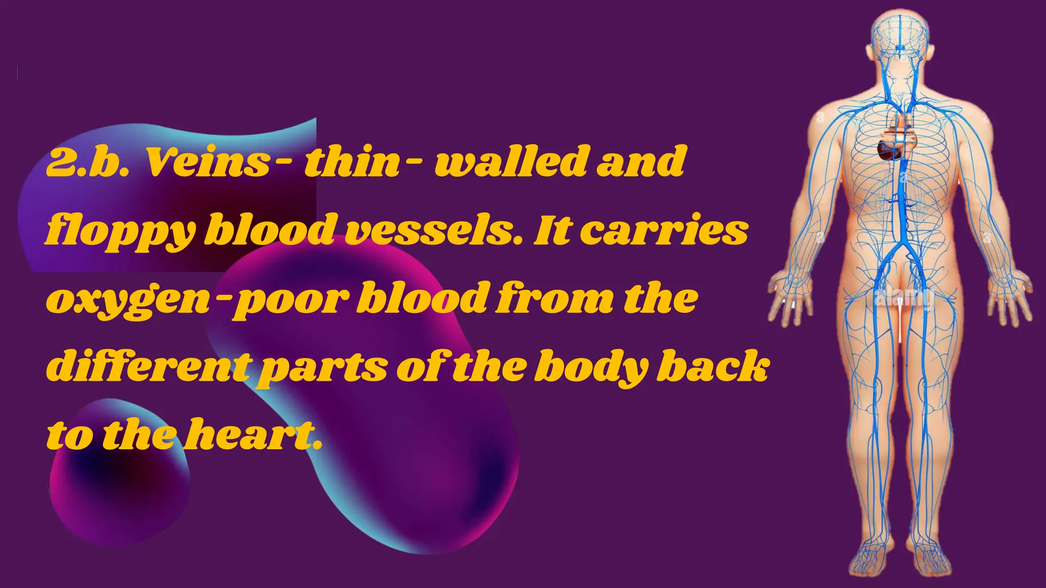 THE CIRCULATORY SYSTEM AND THE FUNCTIONS OF SOME PARTS LIKE THE HEART ...
