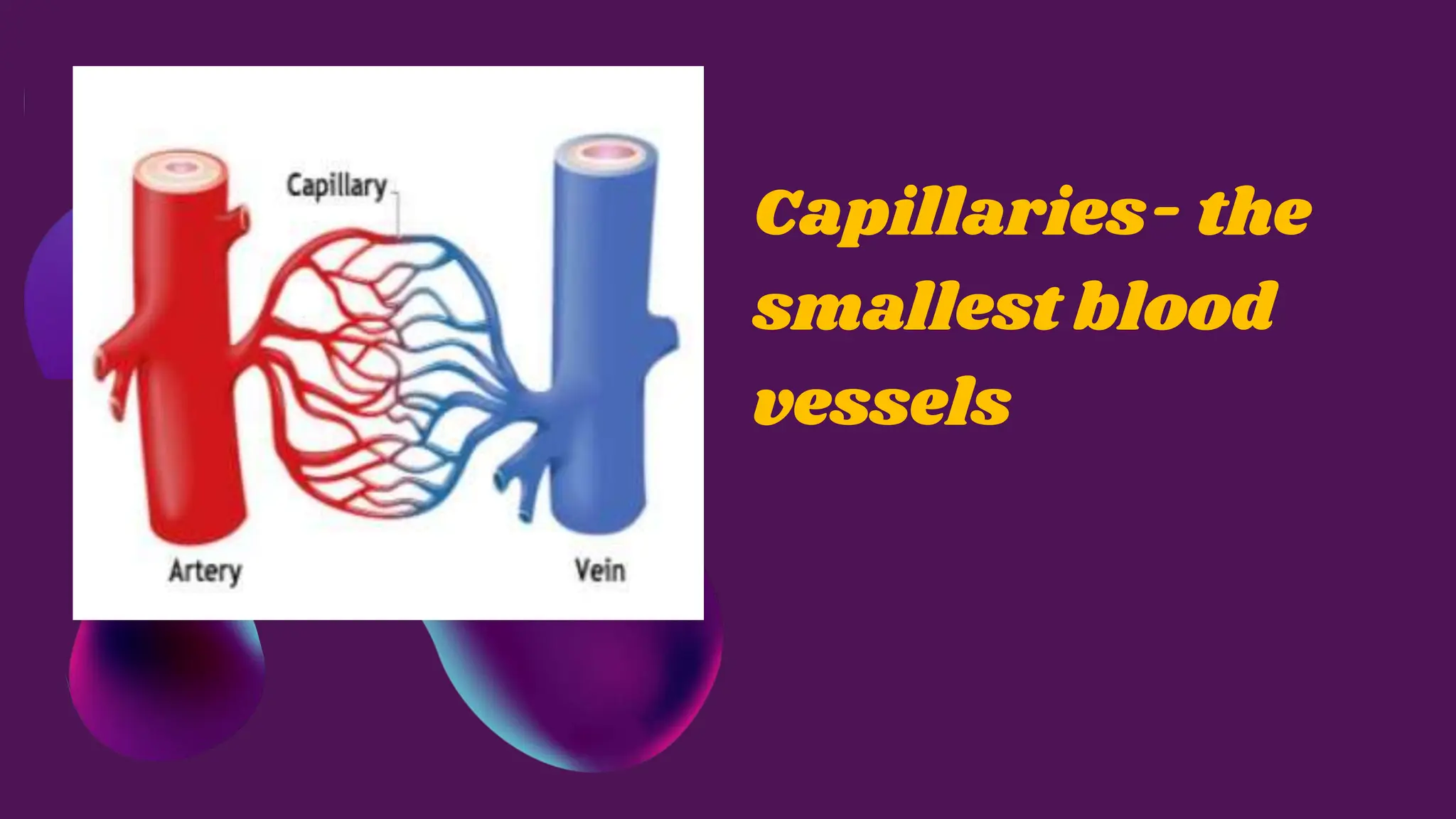 THE CIRCULATORY SYSTEM AND THE FUNCTIONS OF SOME PARTS LIKE THE HEART ...