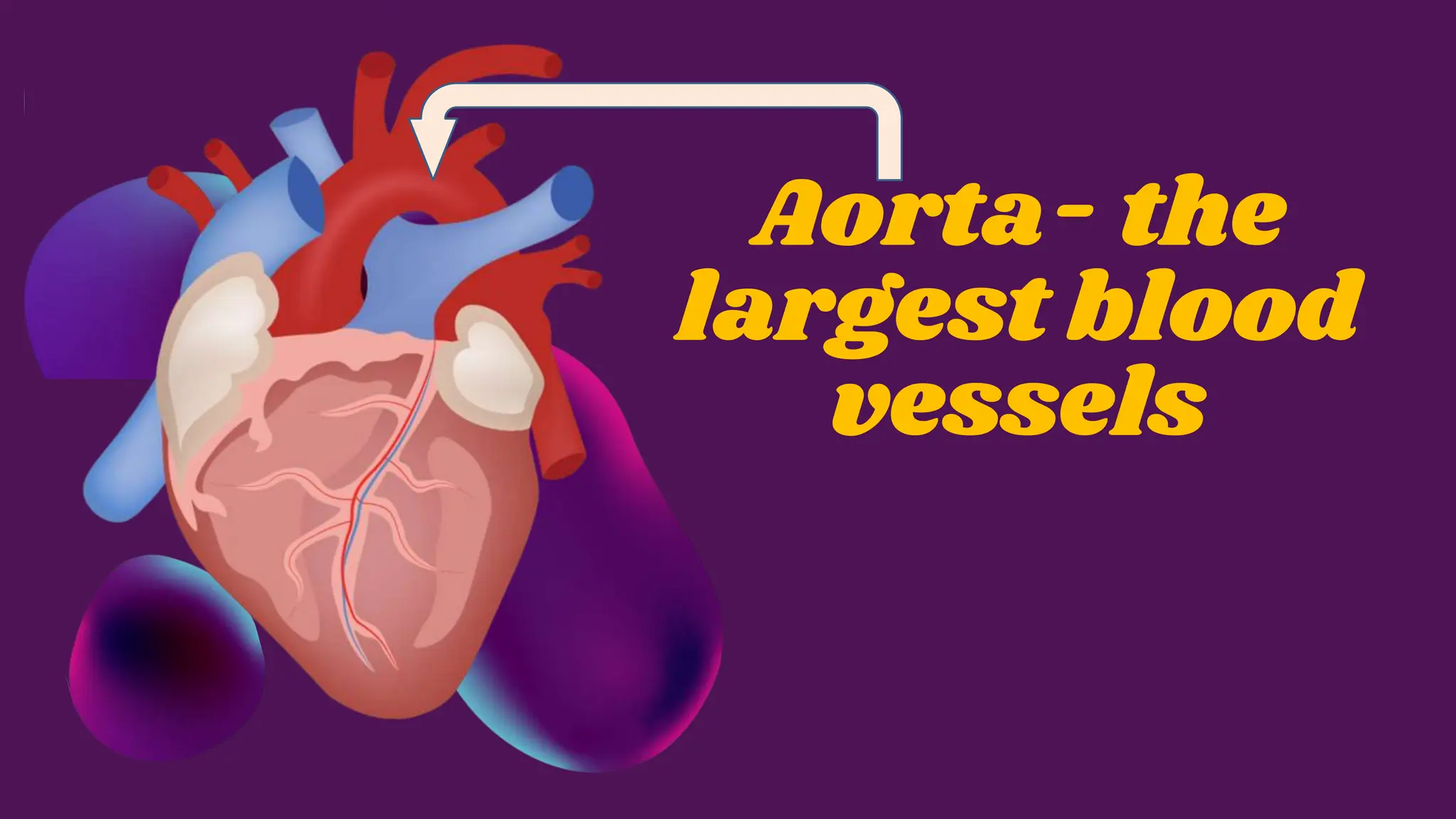 THE CIRCULATORY SYSTEM AND THE FUNCTIONS OF SOME PARTS LIKE THE HEART ...