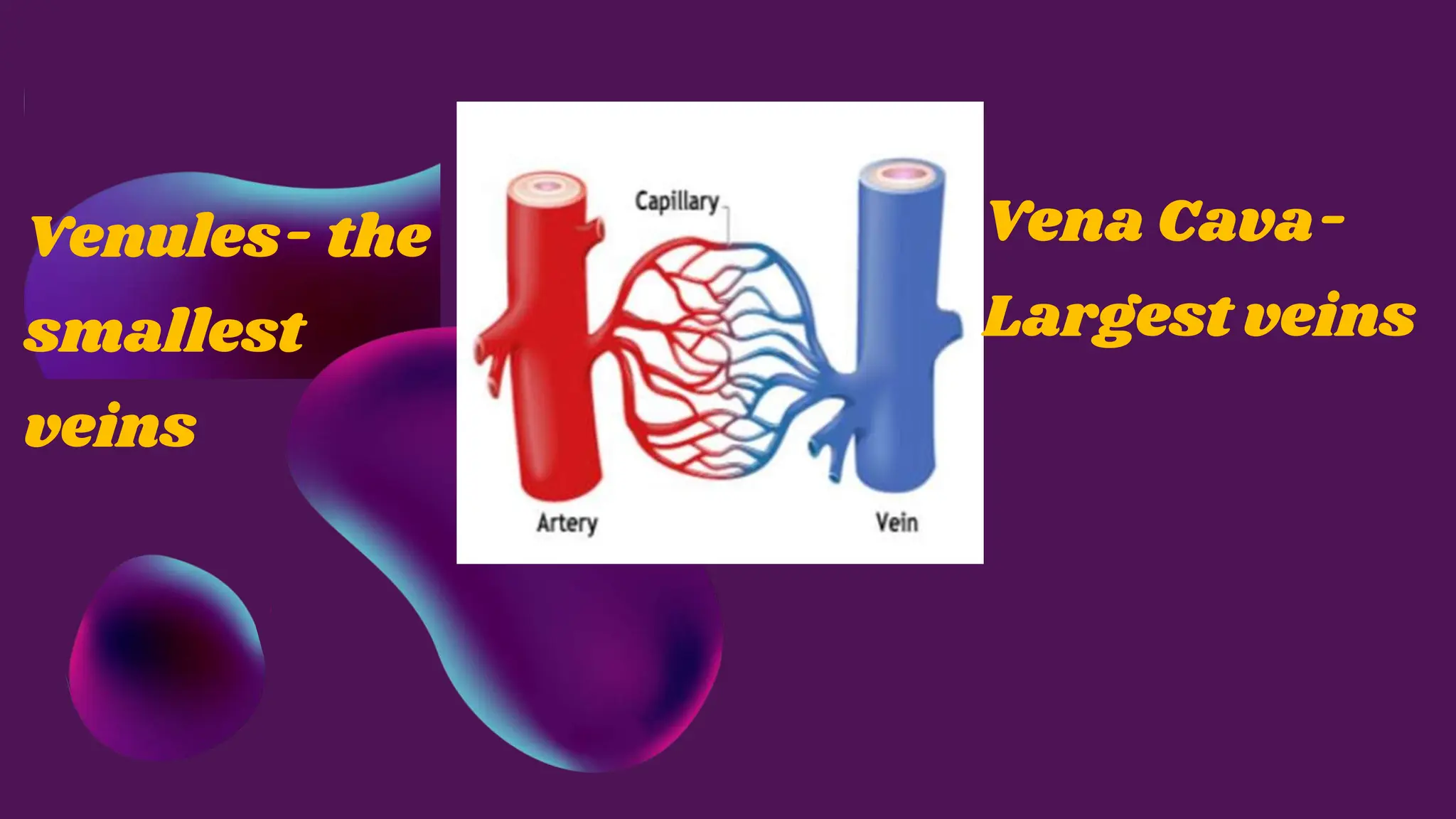 THE CIRCULATORY SYSTEM AND THE FUNCTIONS OF SOME PARTS LIKE THE HEART ...