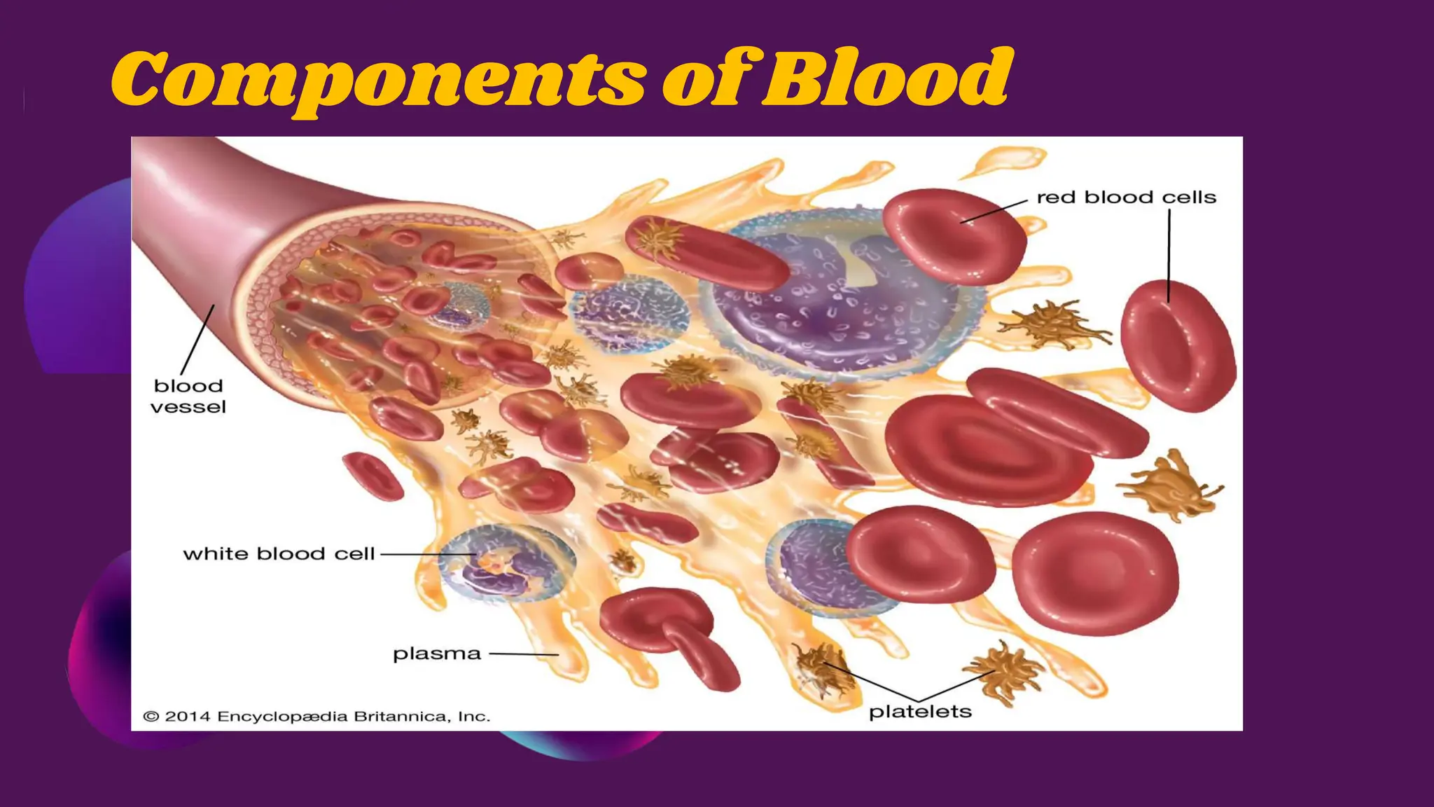 THE CIRCULATORY SYSTEM AND THE FUNCTIONS OF SOME PARTS LIKE THE HEART ...