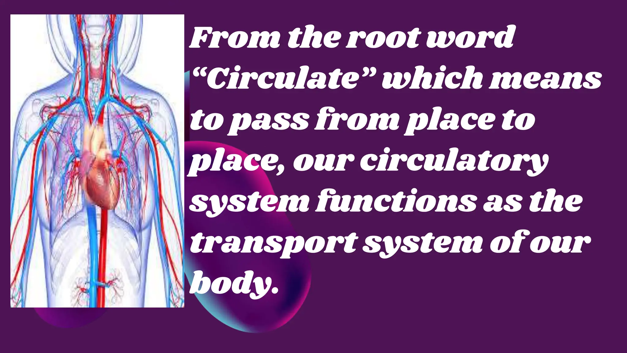 THE CIRCULATORY SYSTEM AND THE FUNCTIONS OF SOME PARTS LIKE THE HEART ...