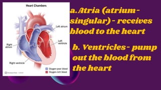 THE CIRCULATORY SYSTEM AND THE FUNCTIONS OF SOME PARTS LIKE THE HEART ...