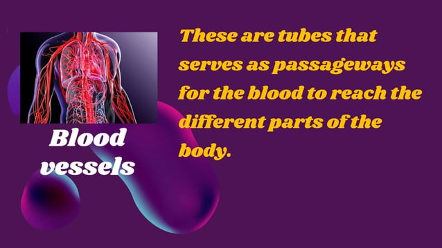 THE CIRCULATORY SYSTEM AND THE FUNCTIONS OF SOME PARTS LIKE THE HEART ...