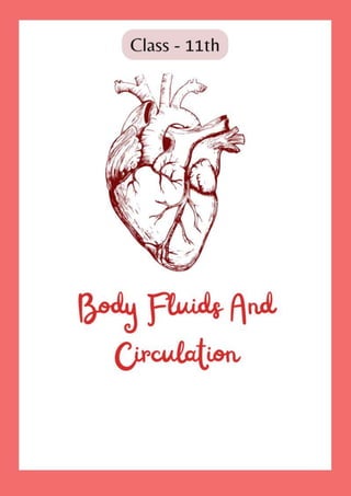 Body Fluids And Circulation Class 11th | PDF