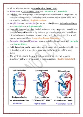 Body Fluids And Circulation Class 11th | PDF