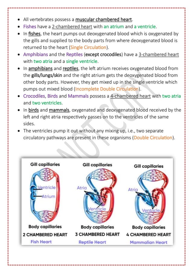 Body Fluids And Circulation Class 11th | PDF