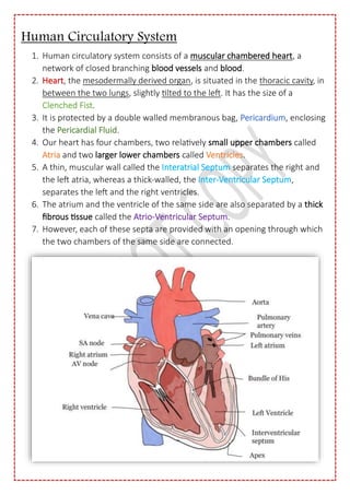Body Fluids And Circulation Class 11th | PDF