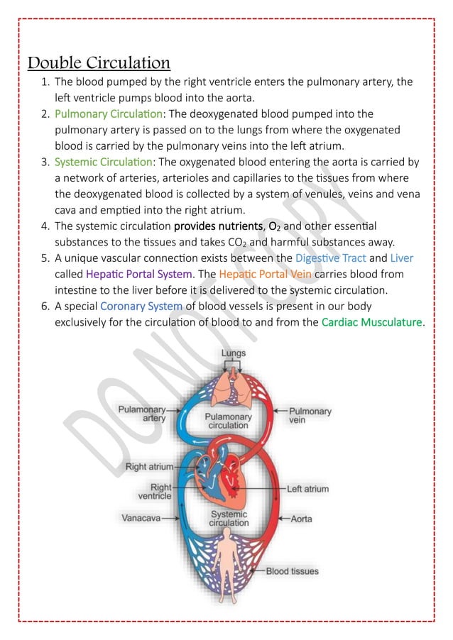 Body Fluids And Circulation Class 11th | PDF