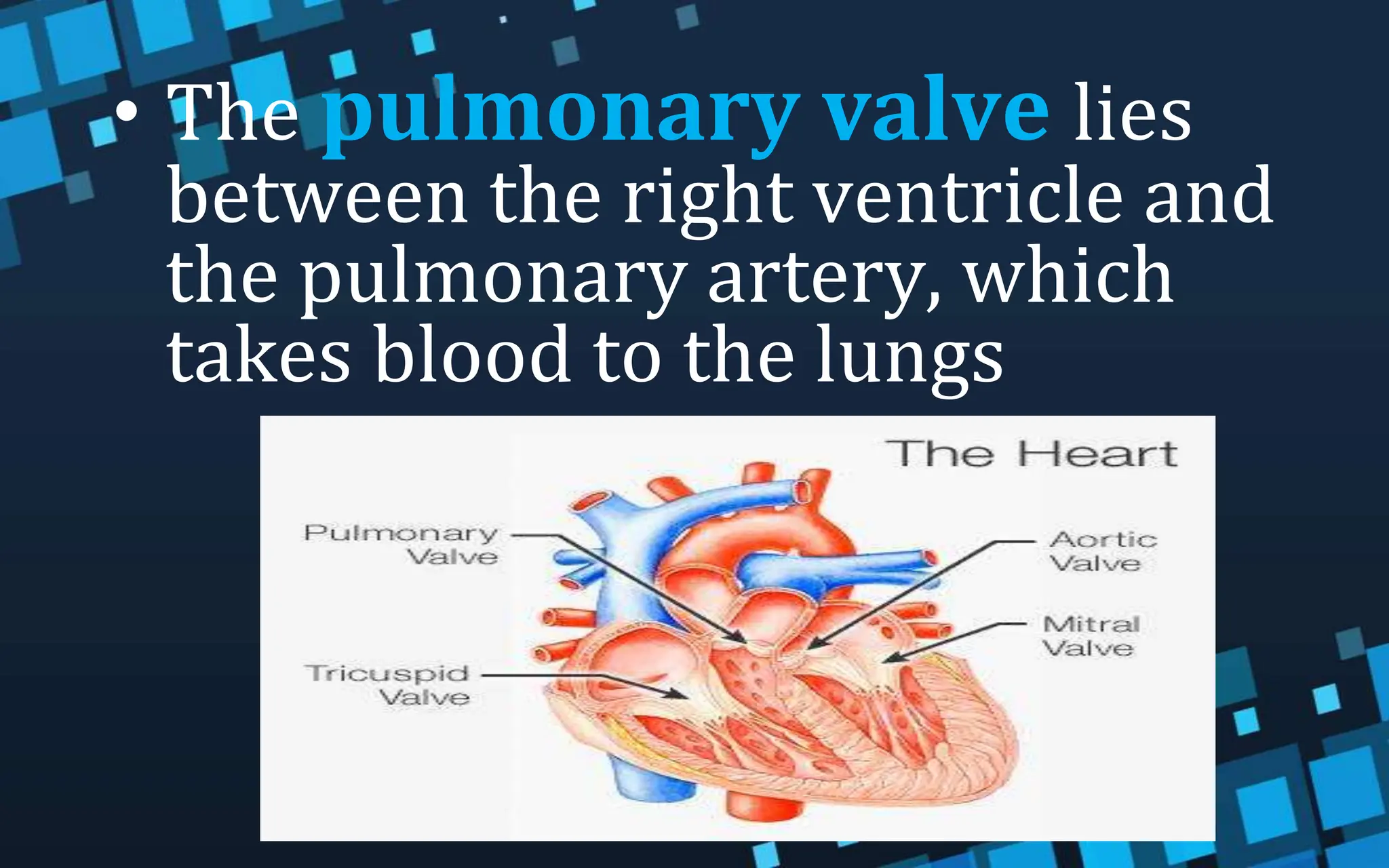 The Circulatory System.pptxSDFGHJKLASDFGHJ | PPT