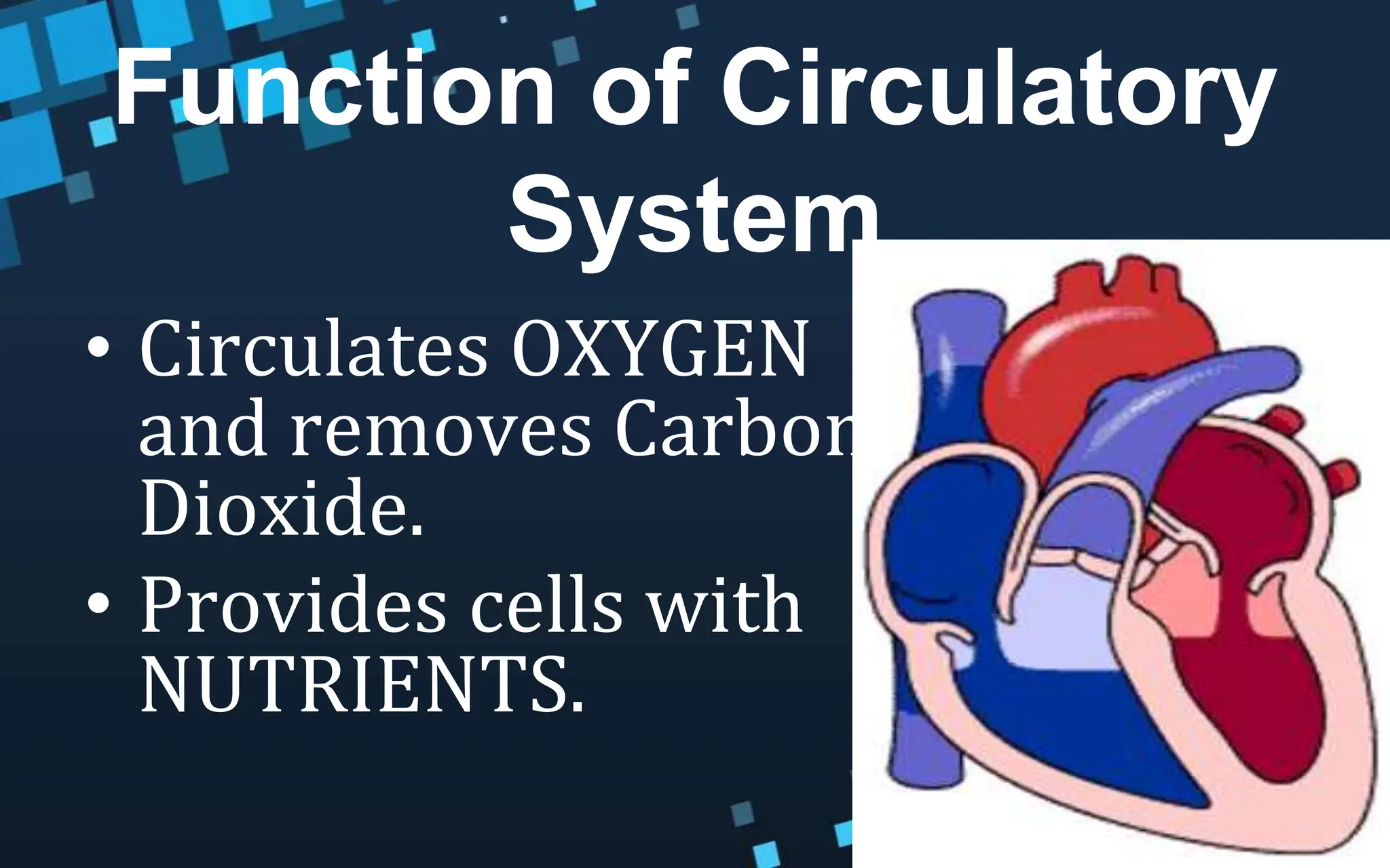 The Circulatory System.pptxSDFGHJKLASDFGHJ | PPT