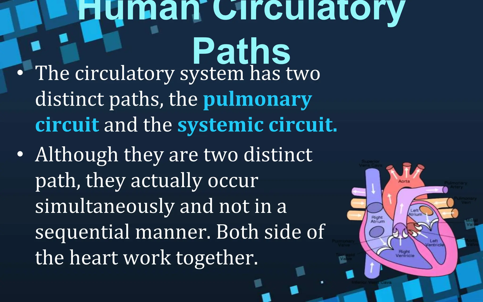 The Circulatory System.pptxSDFGHJKLASDFGHJ | PPT
