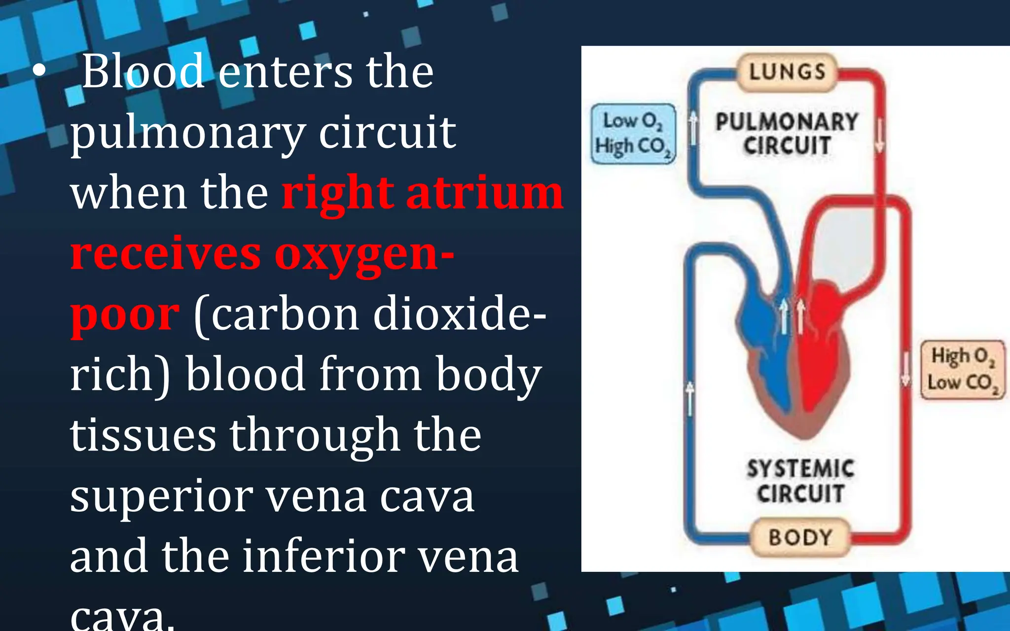 The Circulatory System.pptxSDFGHJKLASDFGHJ | PPT