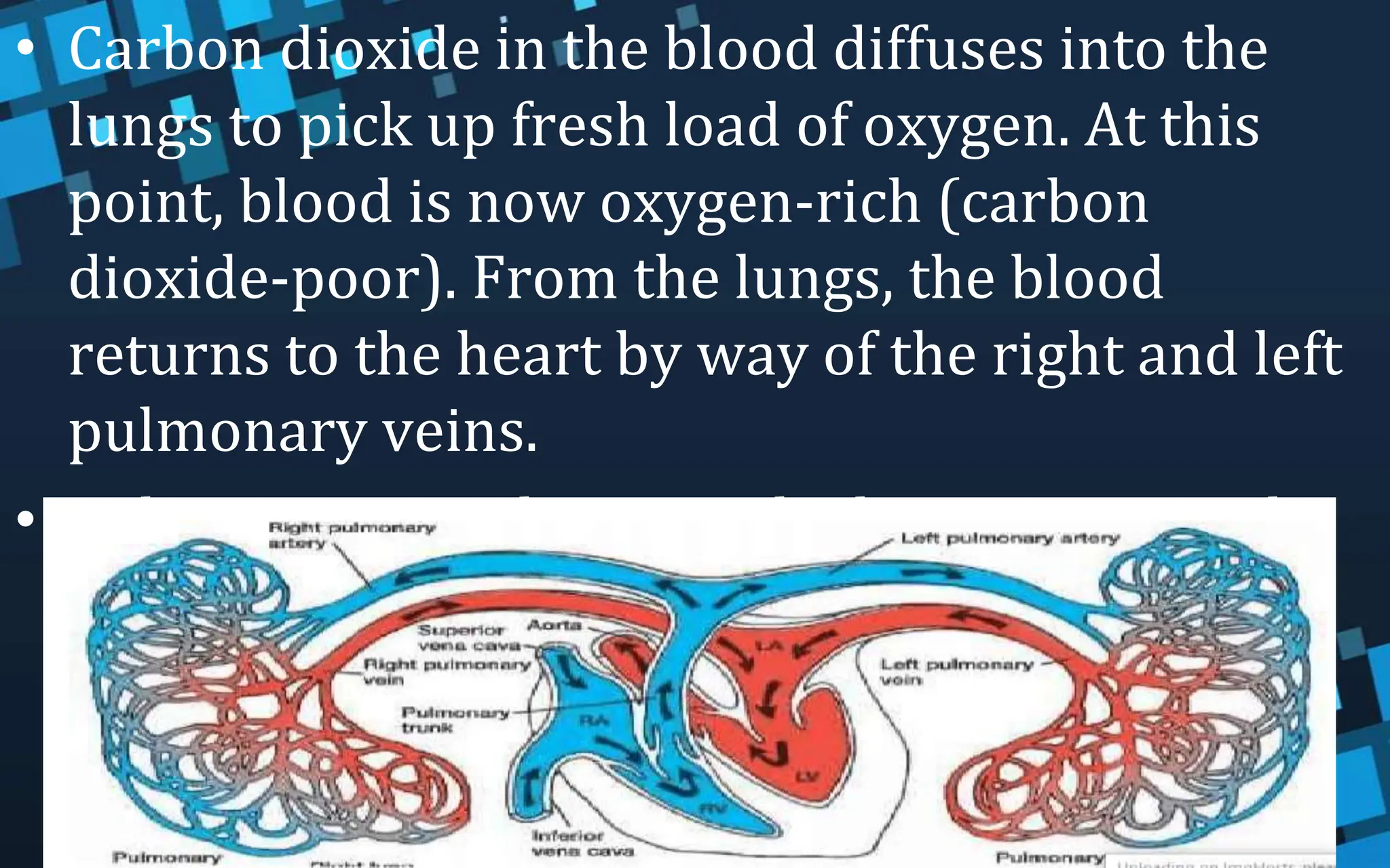 The Circulatory System.pptxSDFGHJKLASDFGHJ | PPT