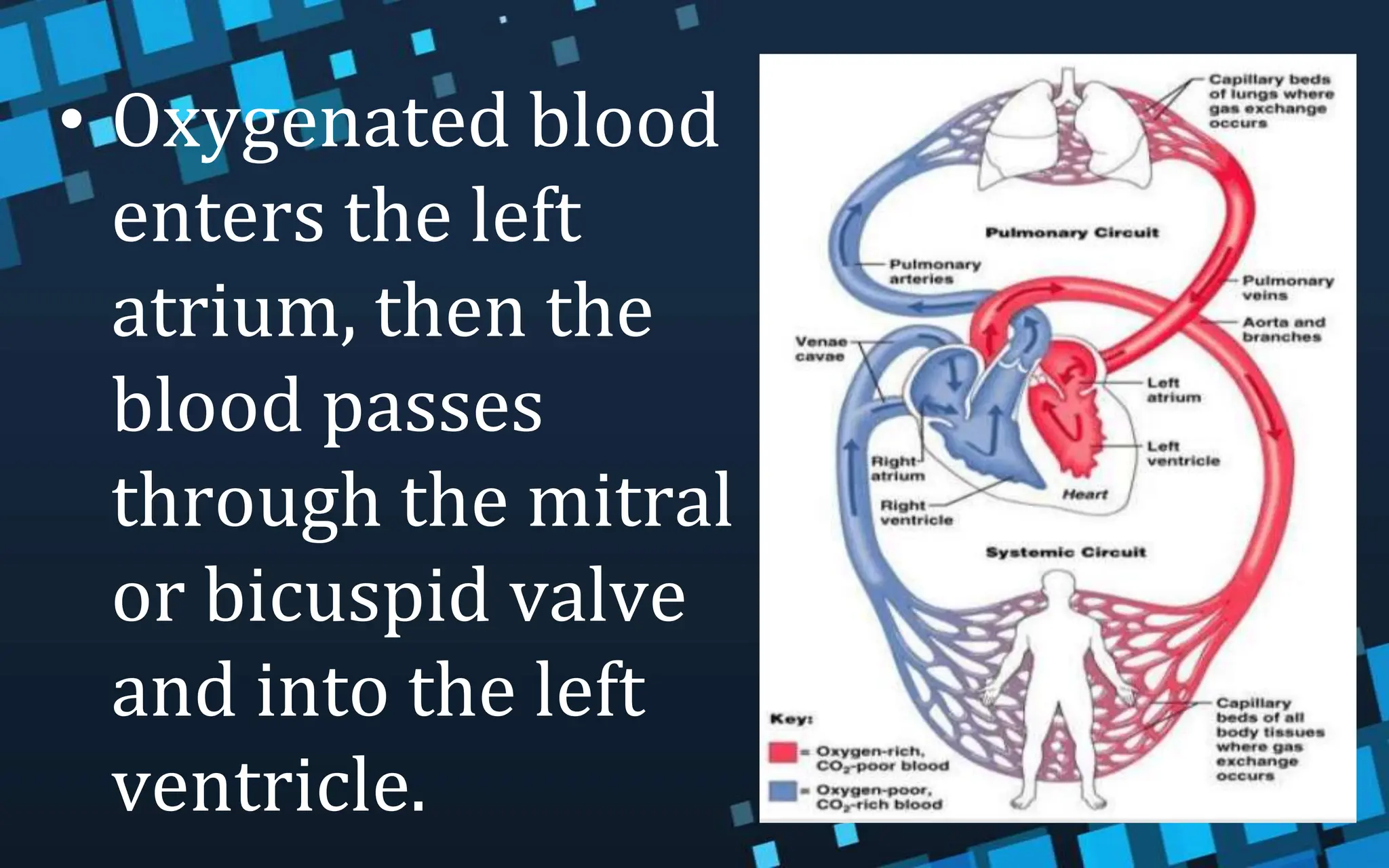 The Circulatory System.pptxSDFGHJKLASDFGHJ | PPT