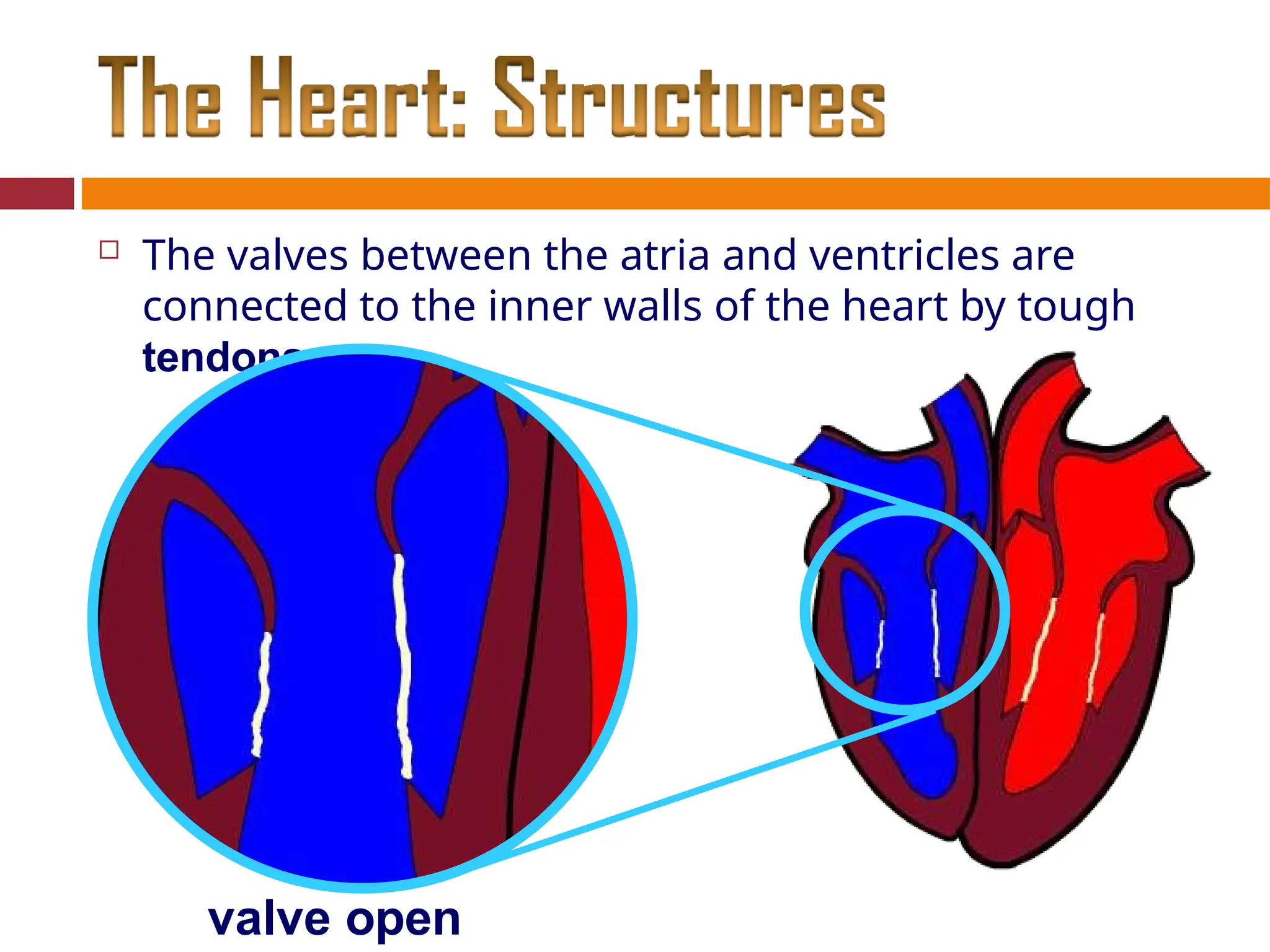 thecirculatorysystem-...............pptx