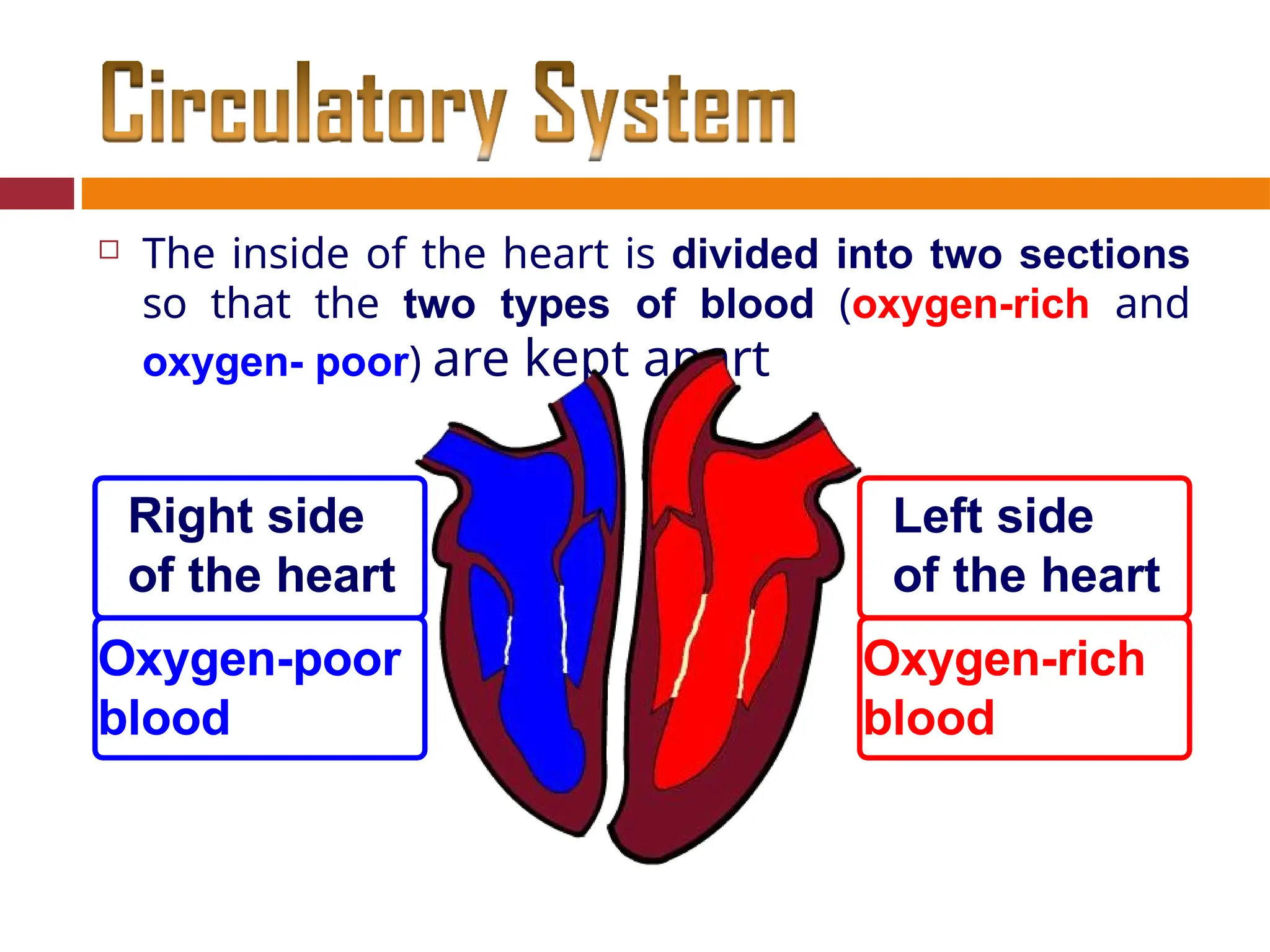 thecirculatorysystem-...............pptx