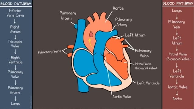 THE CIRCULATORY SYSTEM HEART AND BLOOD VESSELS.pptx
