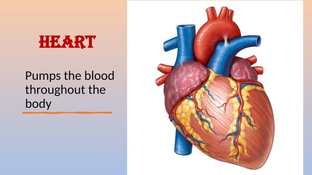 The Circulatory System grade 9 science.pptx