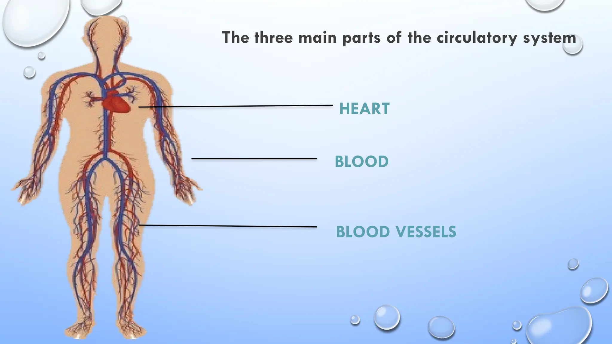 The circulatory system.................... | PPT