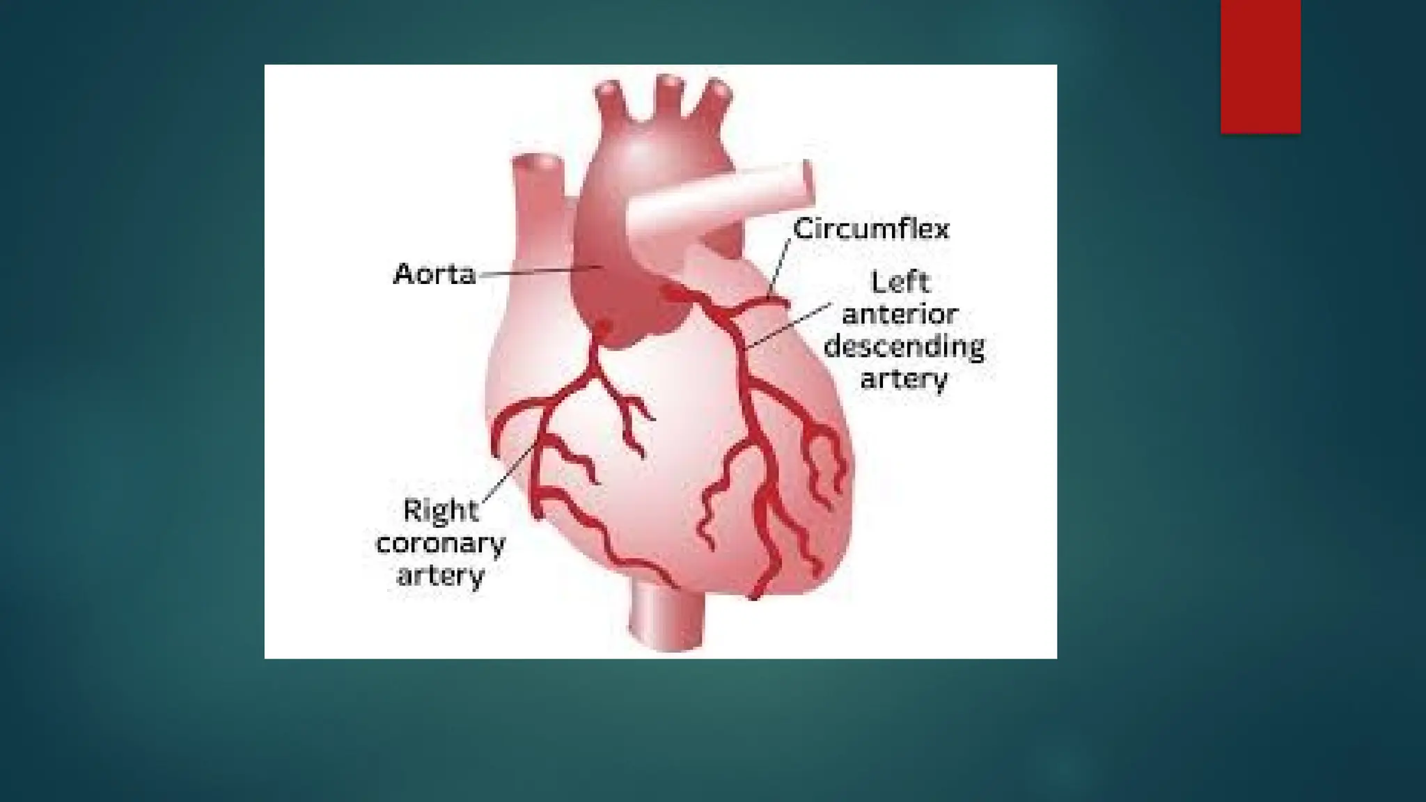 The_circulatory_system parts and function of circulatory ssystem.pptx