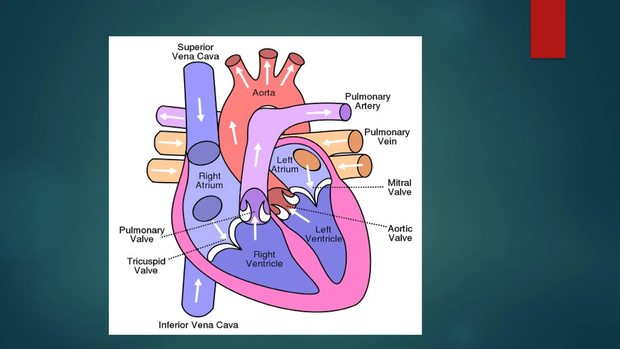 The_circulatory_system parts and function of circulatory ssystem.pptx