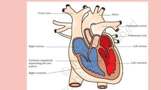Components of the Human Circulatory System.pptx