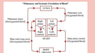 Components of the Human Circulatory System.pptx
