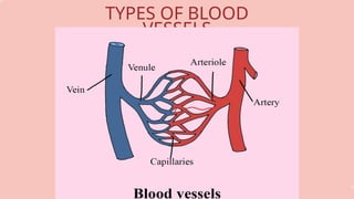 Components of the Human Circulatory System.pptx