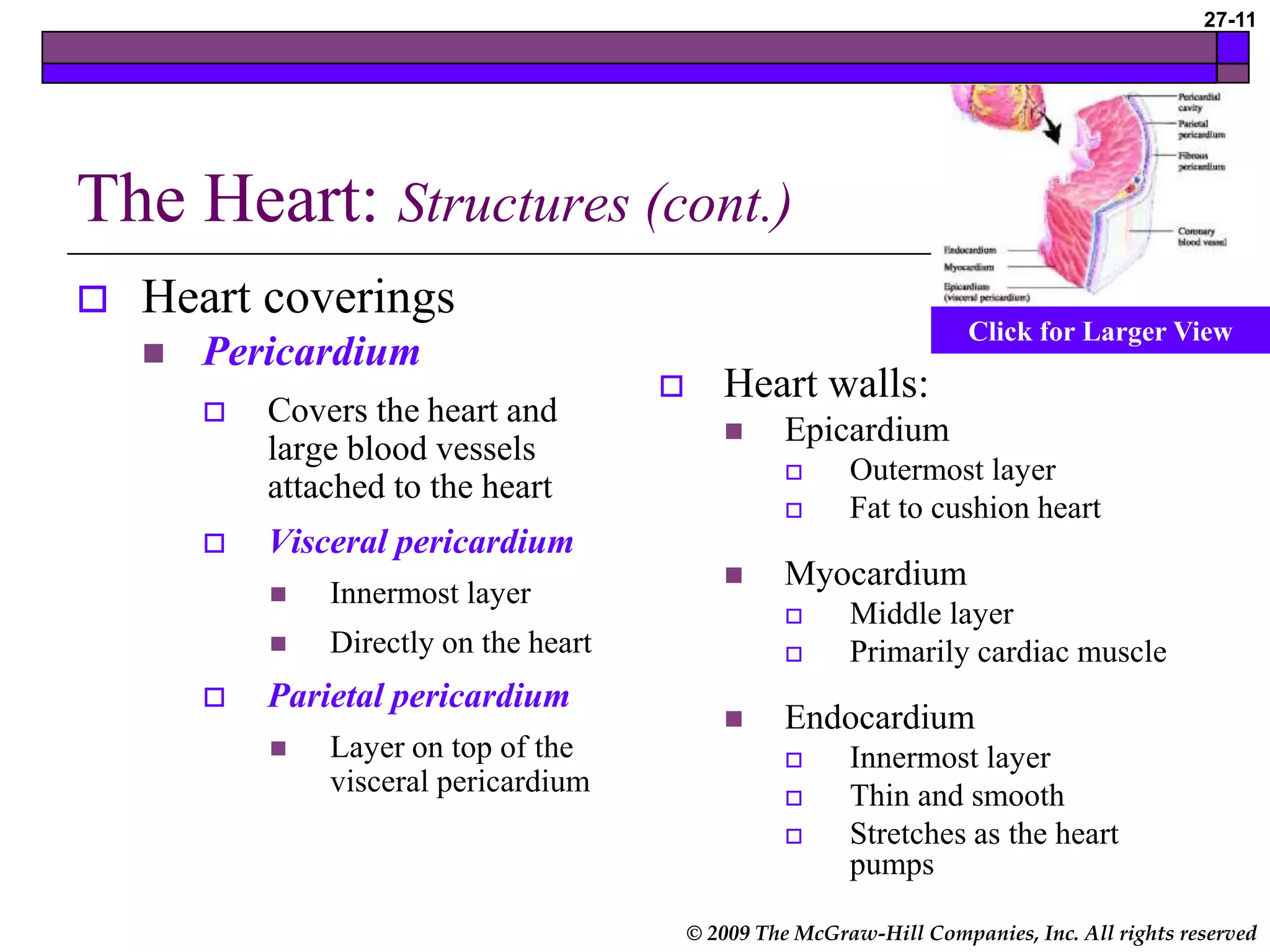 The_Circulatory_System- Grade 9.ppt