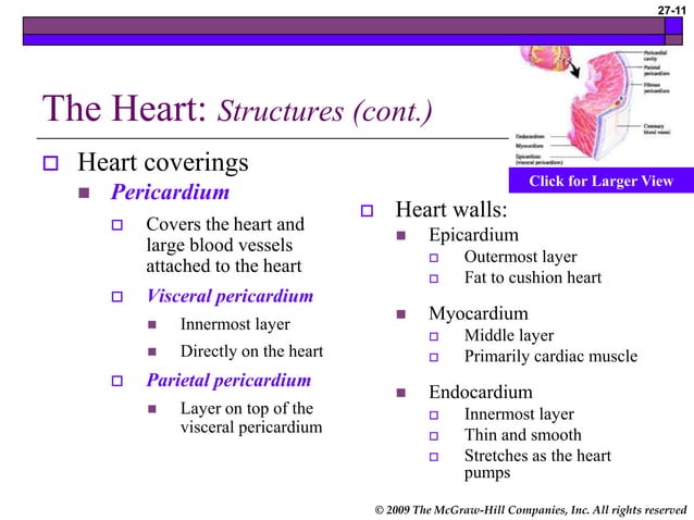 The_Circulatory_System- Grade 9.ppt