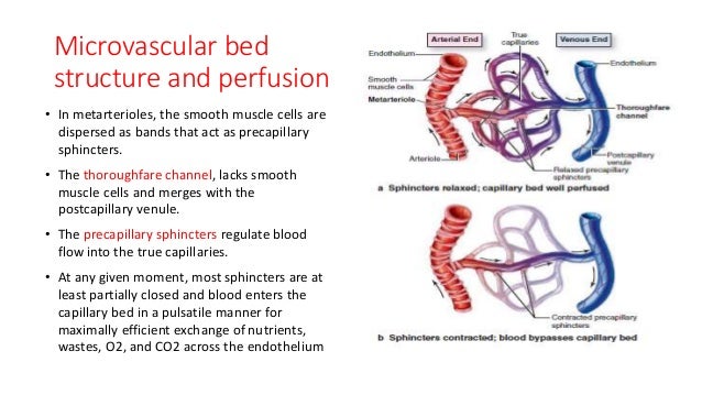 Circulatory System The Histology Guide