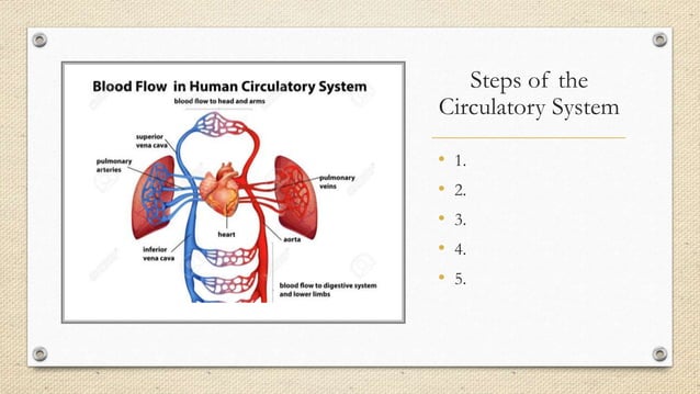 Steps of the Circulatory System | PPT