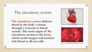 Steps of the Circulatory System | PPT