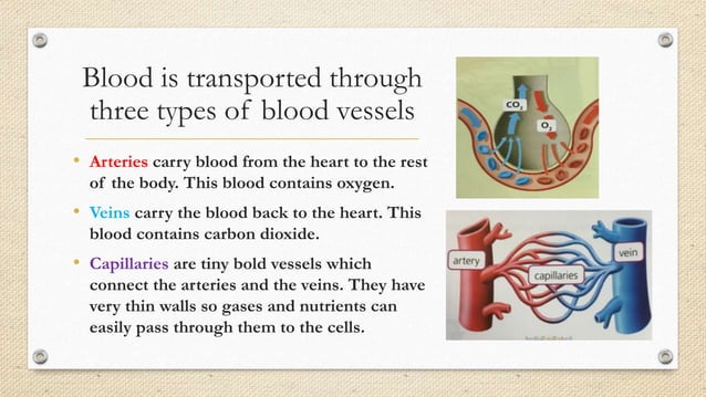 Steps of the Circulatory System | PPT