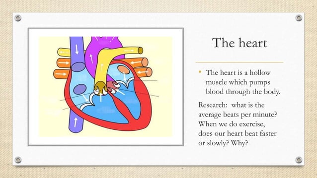 Steps of the Circulatory System | PPT