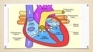 Steps of the Circulatory System | PPT