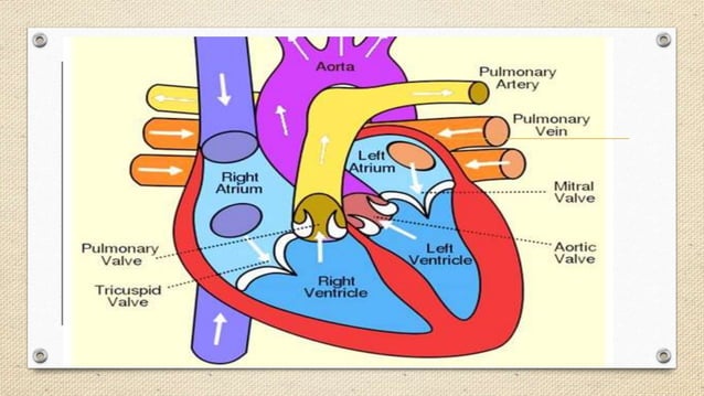 Steps of the Circulatory System | PPT