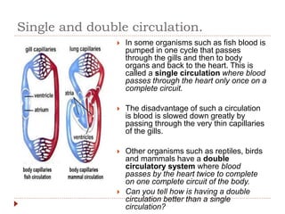 The circulatory system 2018 | PPT