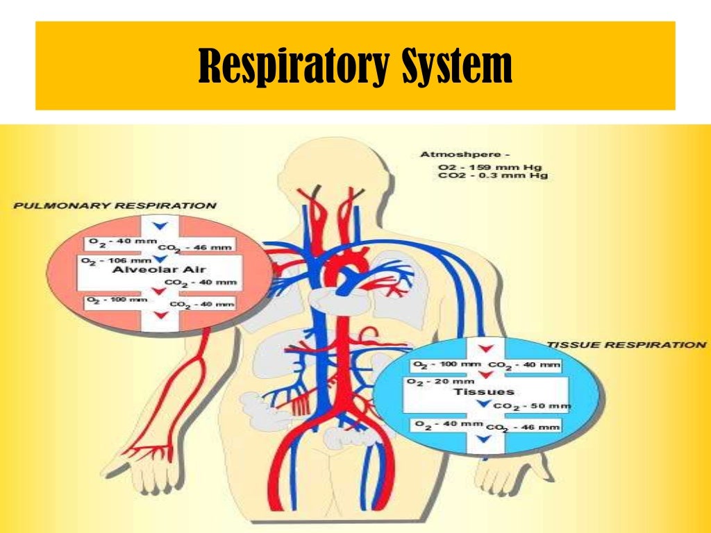The circulatory system and respiratory system news esaimen