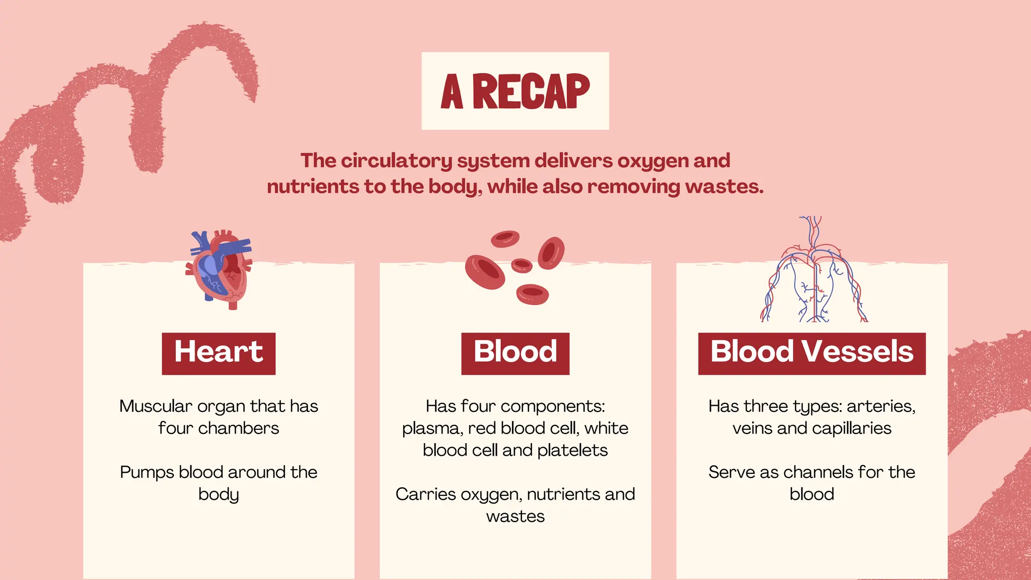 El sistema circulatorio con sus estructuras principales | PDF