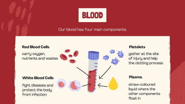 El sistema circulatorio con sus estructuras principales | PDF
