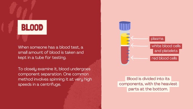 El sistema circulatorio con sus estructuras principales | PDF