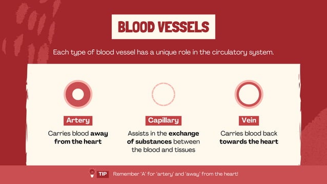 El sistema circulatorio con sus estructuras principales | PDF