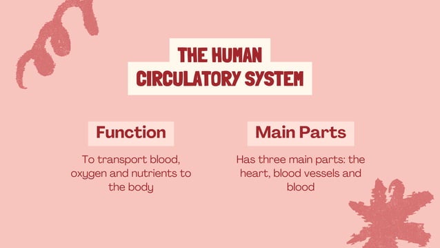 El sistema circulatorio con sus estructuras principales | PDF
