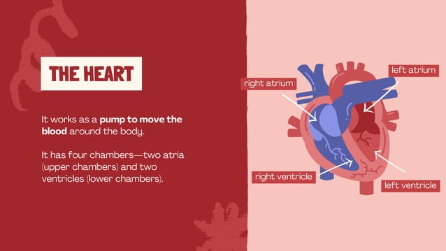 El sistema circulatorio con sus estructuras principales | PDF
